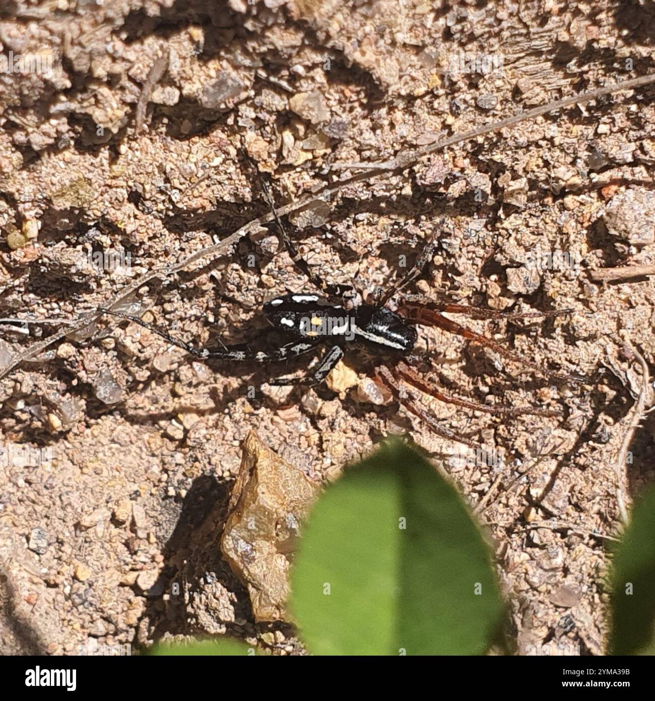 Spotted Ground Swift Spider (Nyssus coloripes Stock Photo - Alamy