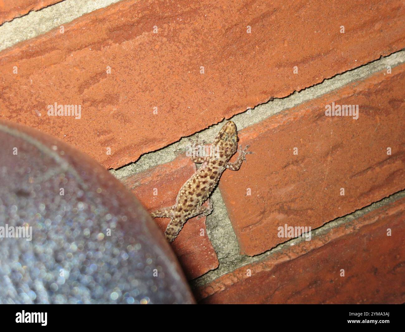 Mediterranean House Gecko (Hemidactylus turcicus Stock Photo - Alamy