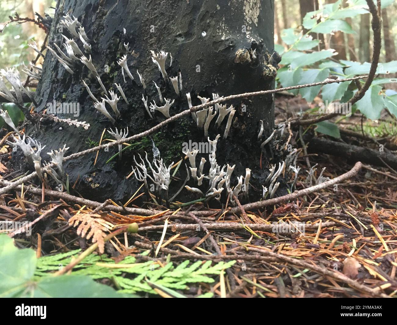 Candlesnuff Fungus (Xylaria hypoxylon Stock Photo - Alamy