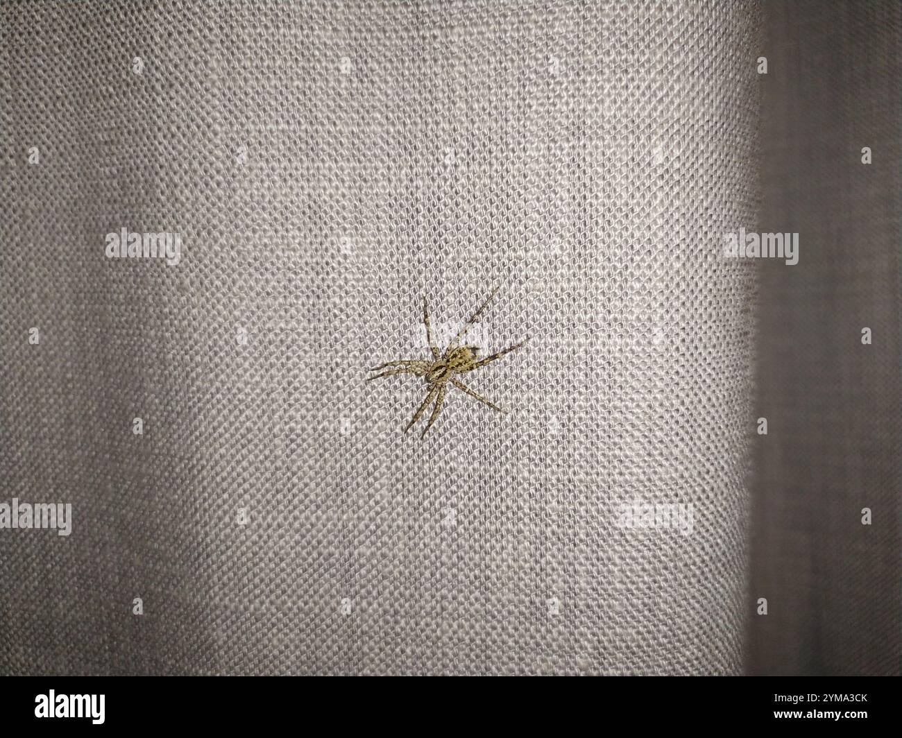 Ground and Ant-mimic Sac Spiders (Corinnidae Stock Photo - Alamy