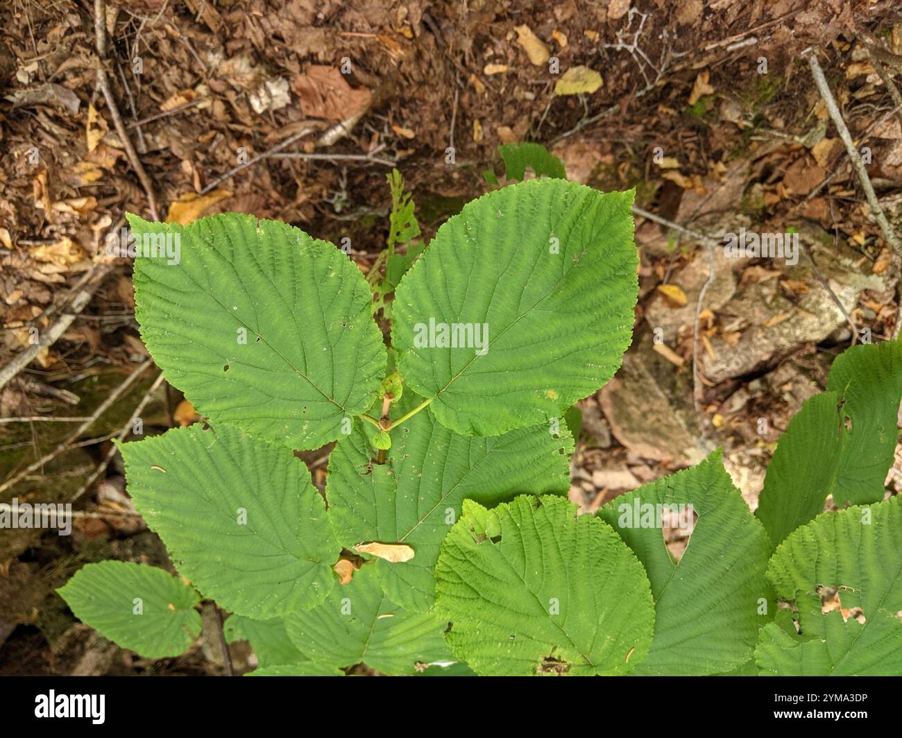 hobblebush (Viburnum lantanoides Stock Photo - Alamy