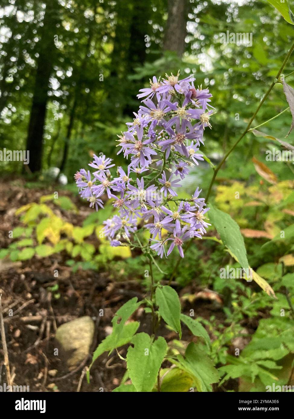 Common Blue Wood Aster (Symphyotrichum cordifolium Stock Photo - Alamy