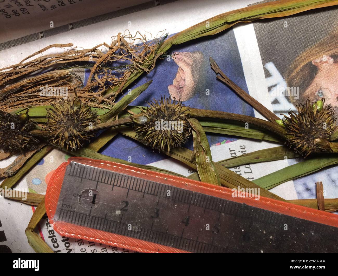 Sparganium androcladum hi-res stock photography and images - Alamy