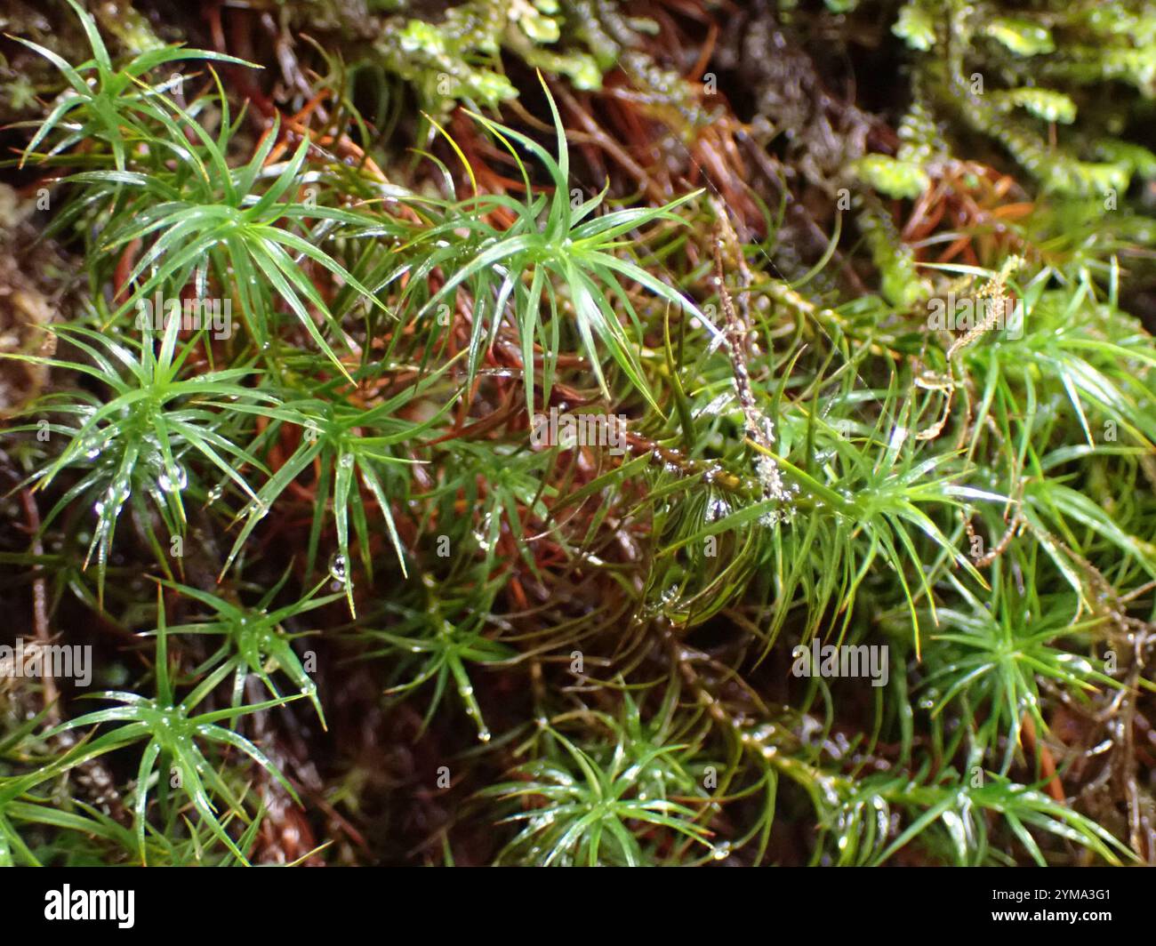 Alpine Haircap Moss (Polytrichastrum alpinum Stock Photo - Alamy