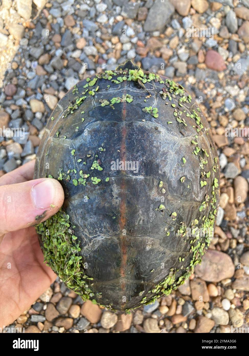 Southern Painted Turtle (Chrysemys dorsalis Stock Photo - Alamy
