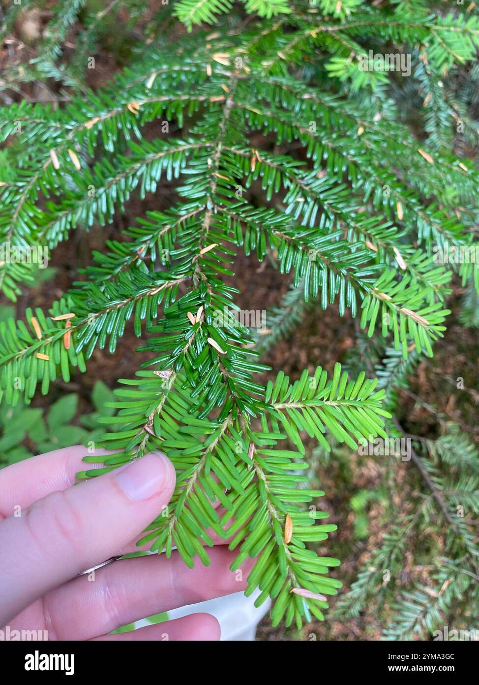 Pacific silver fir abies amabilis hi-res stock photography and images ...