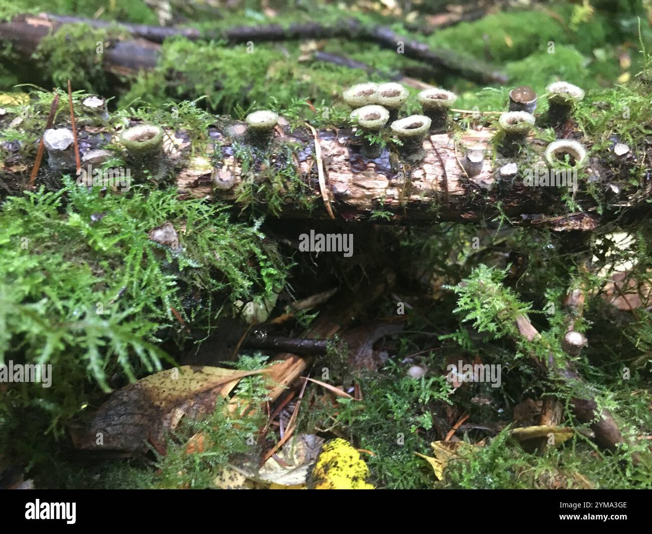 jellied bird's nest fungus (Nidula candida Stock Photo - Alamy