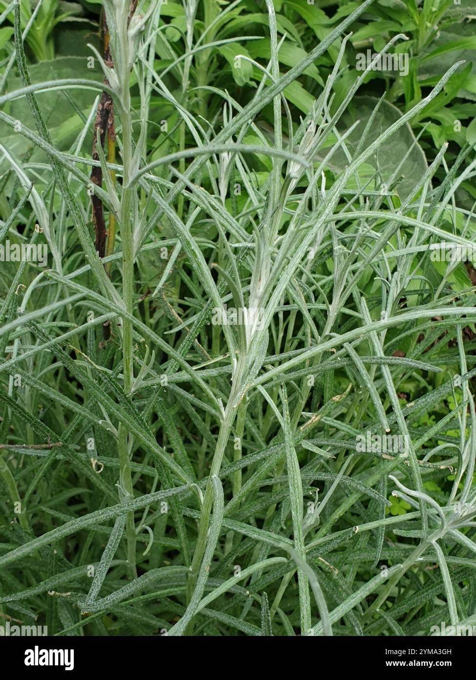 cotton burnweed (Senecio quadridentatus Stock Photo - Alamy