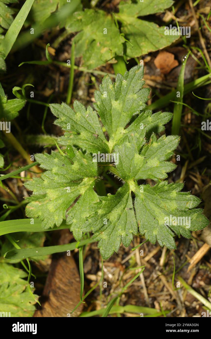 Creeping buttercup (Ranunculus repens Stock Photo - Alamy