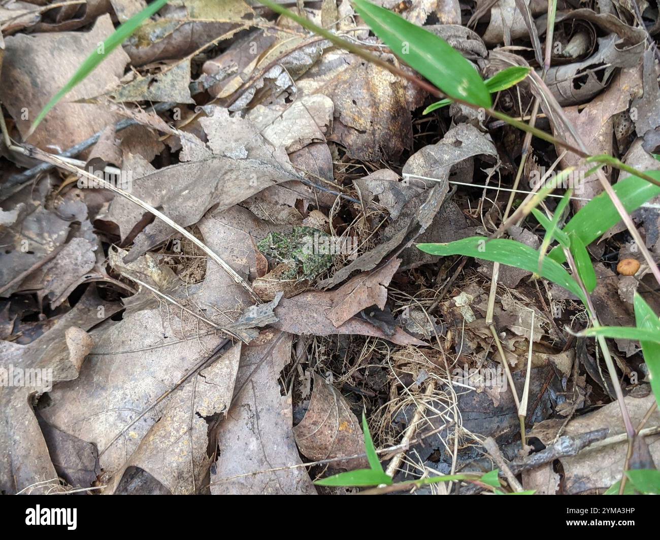 Northern Cricket Frog (Acris crepitans Stock Photo - Alamy