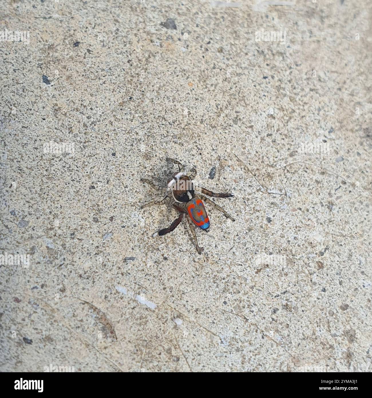Common Peacock Spider (Maratus pavonis Stock Photo - Alamy