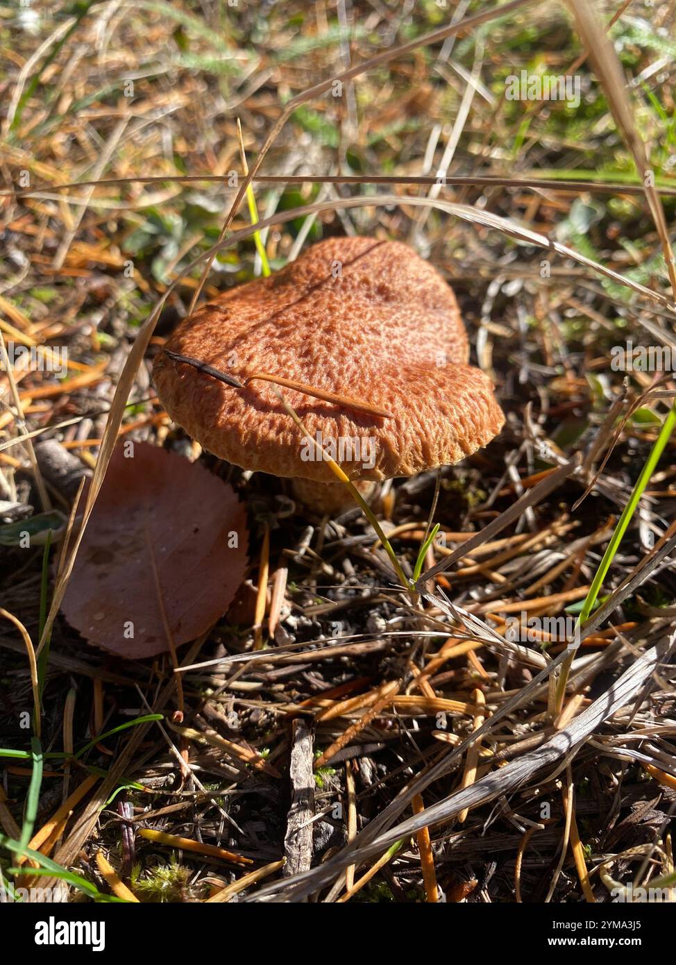 Slippery Jacks (Suillus Stock Photo - Alamy