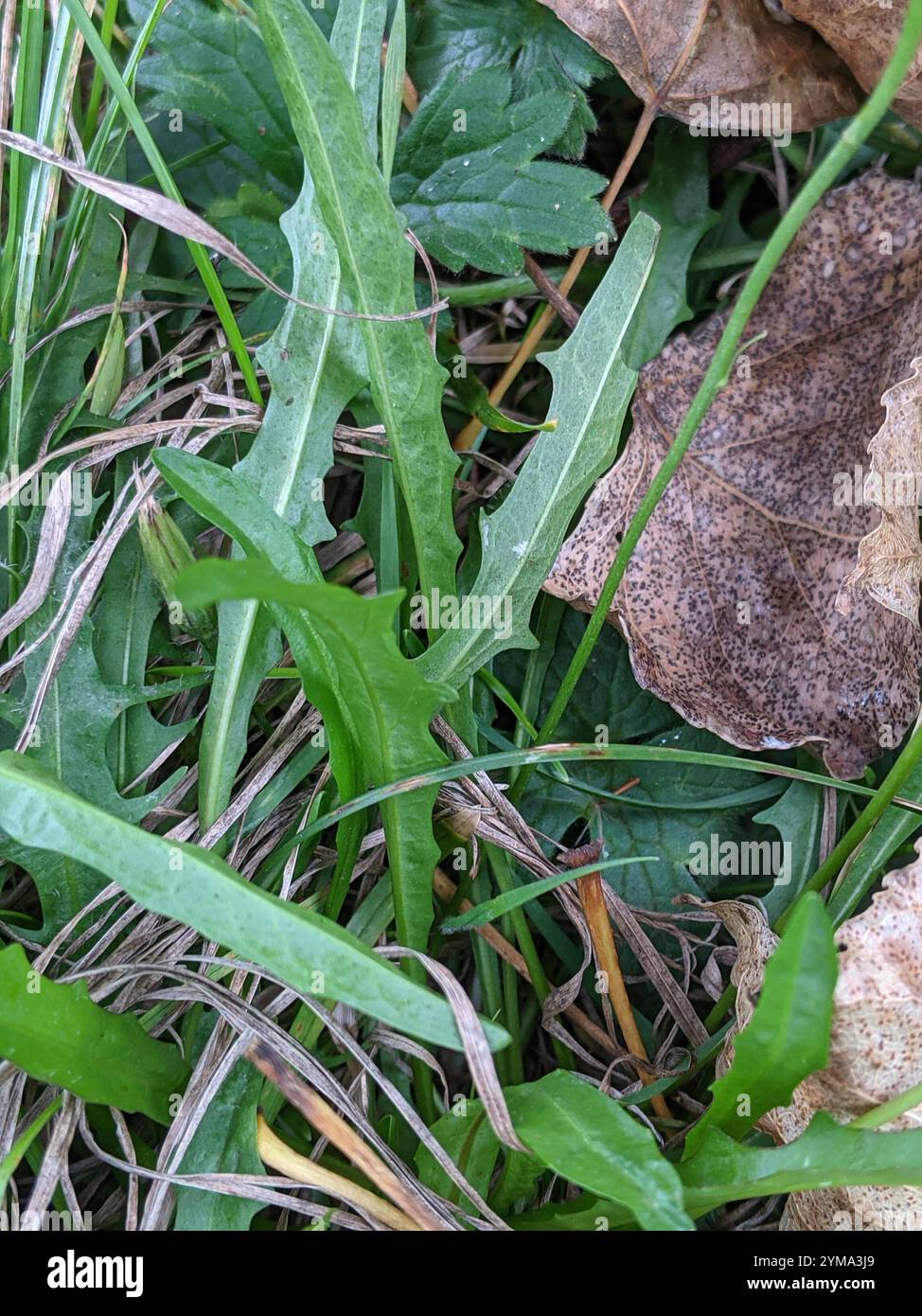 Autumn Hawkbit (Scorzoneroides autumnalis Stock Photo - Alamy