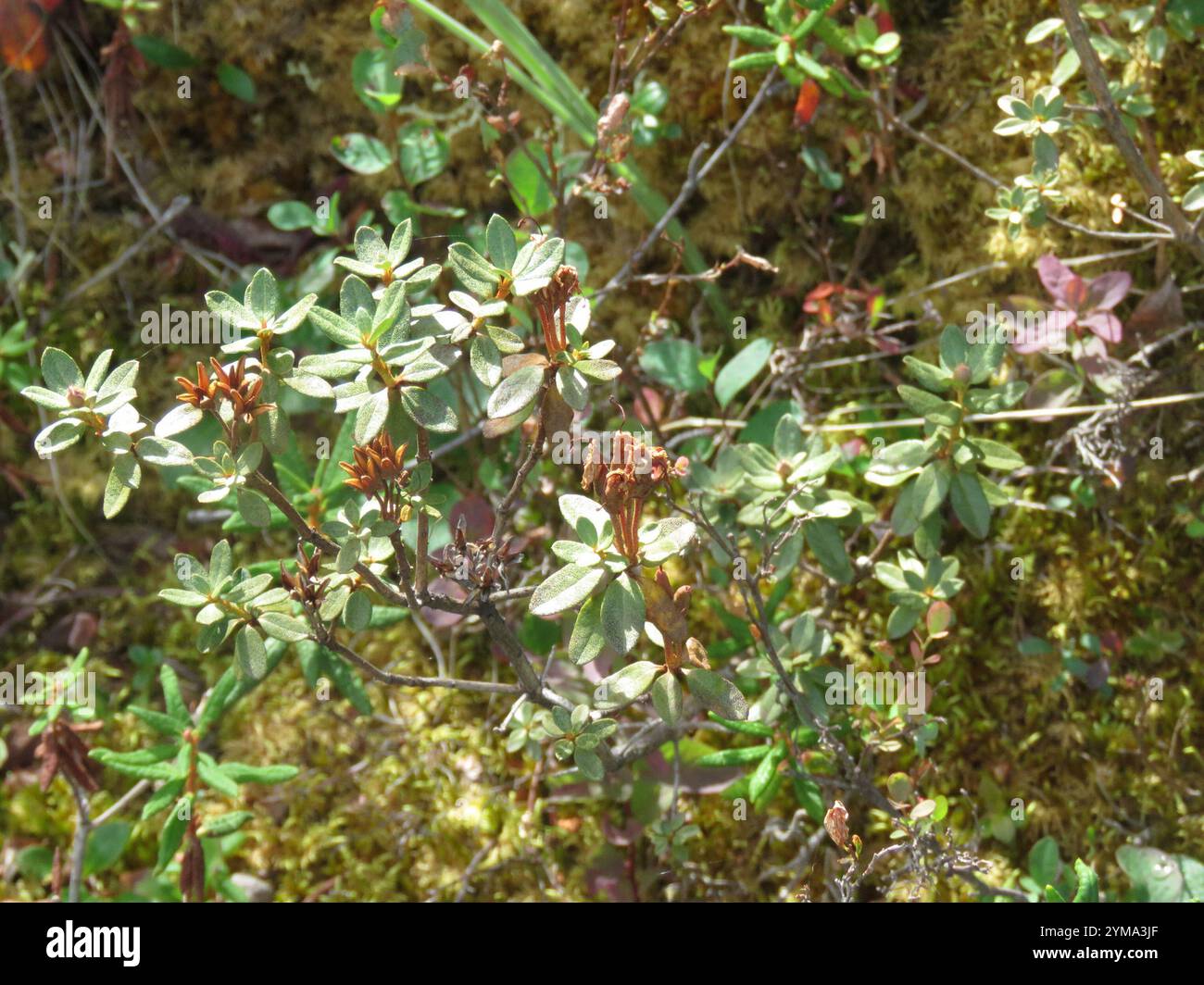 Rhododendron lapponicum hi-res stock photography and images - Alamy