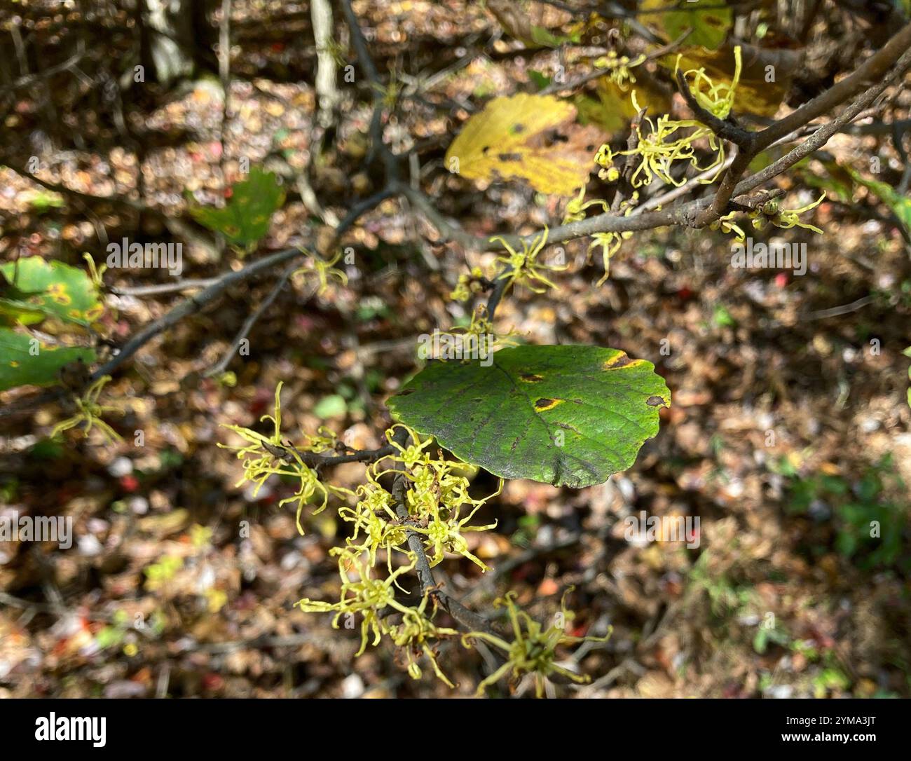american witch-hazel (Hamamelis virginiana Stock Photo - Alamy