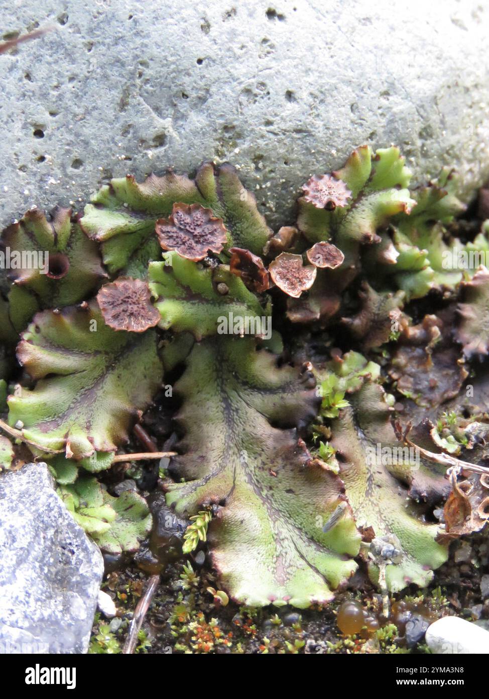 (Marchantia polymorpha polymorpha Stock Photo - Alamy