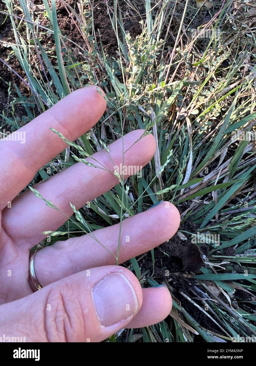 Smooth Witchgrass (Panicum dichotomiflorum Stock Photo - Alamy
