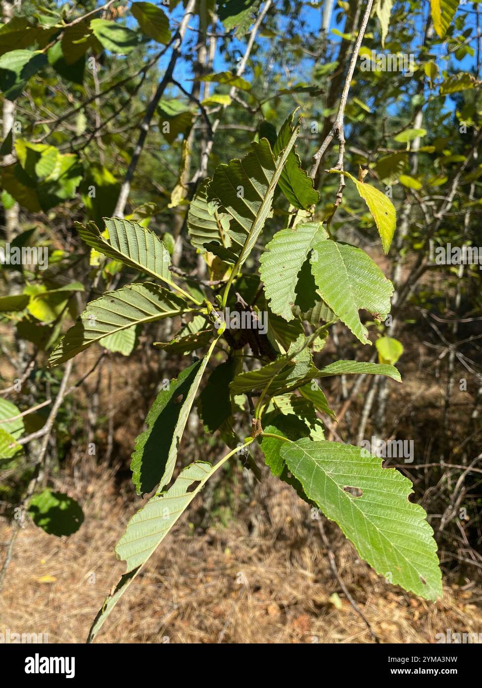 Red Alder (Alnus rubra Stock Photo - Alamy