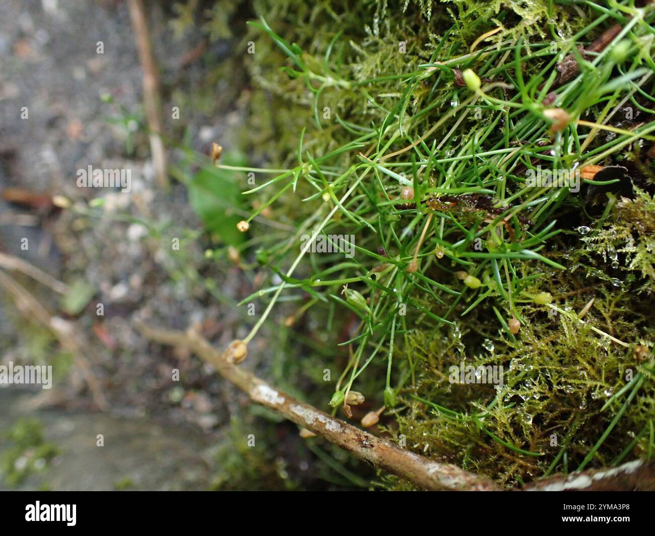 Procumbent Pearlwort (Sagina procumbens Stock Photo - Alamy