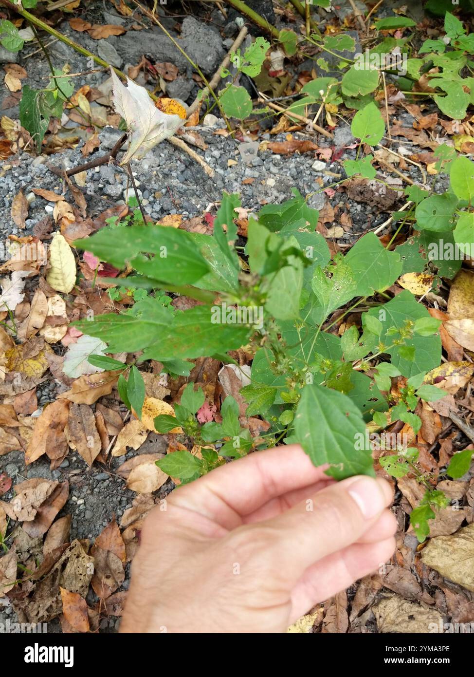 three-seeded mercuries (Acalypha Stock Photo - Alamy