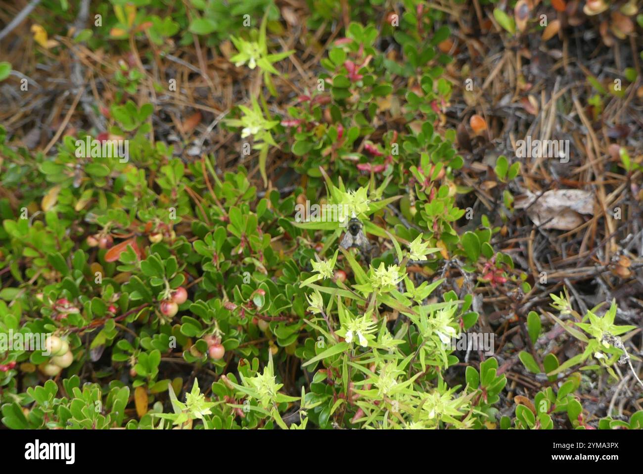 Sitka Bumble Bee (Bombus sitkensis Stock Photo - Alamy