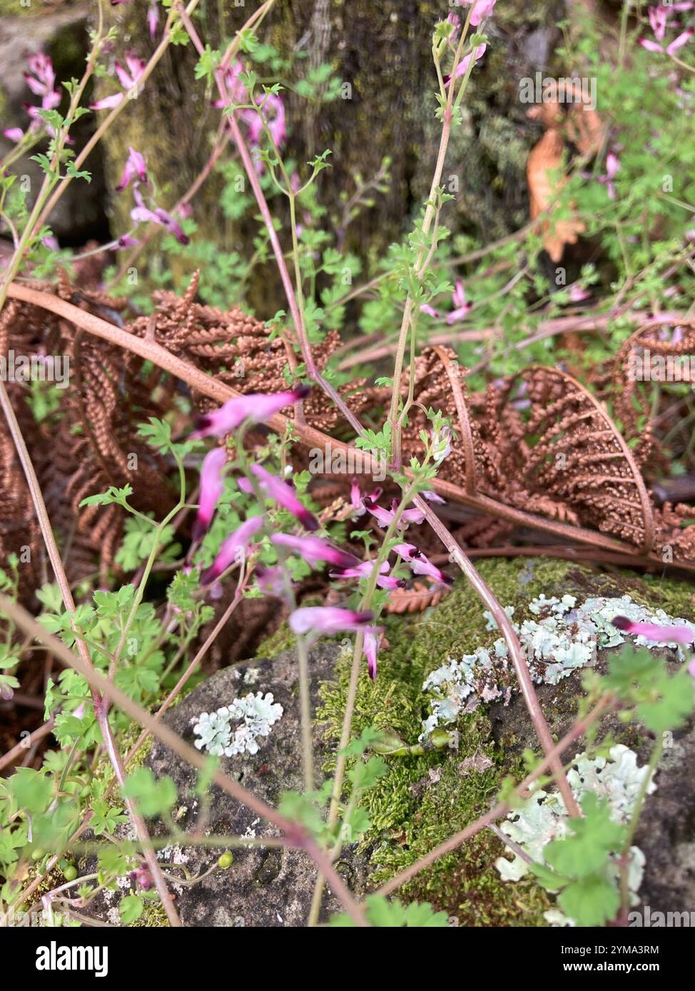 common ramping-fumitory (Fumaria muralis Stock Photo - Alamy