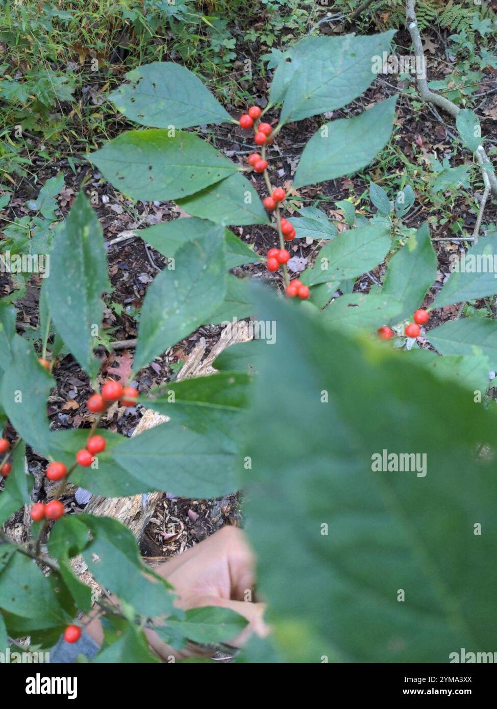 winterberry holly (Ilex verticillata Stock Photo - Alamy