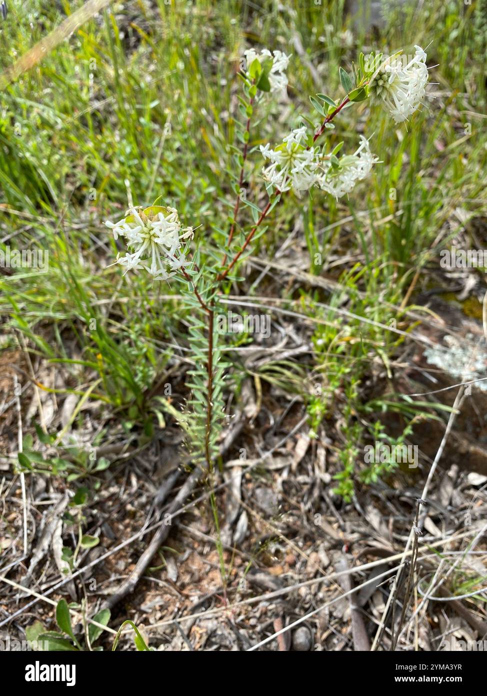 Queen of the Bush (Pimelea linifolia Stock Photo - Alamy
