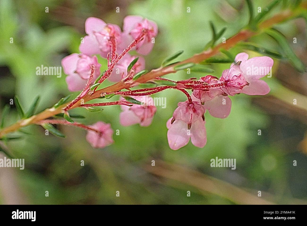 (Erica cubica cubica Stock Photo - Alamy