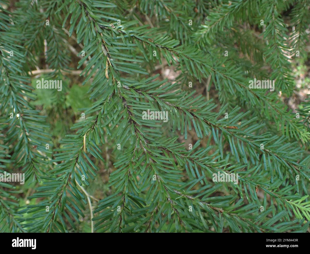 Pacific silver fir (Abies amabilis Stock Photo - Alamy