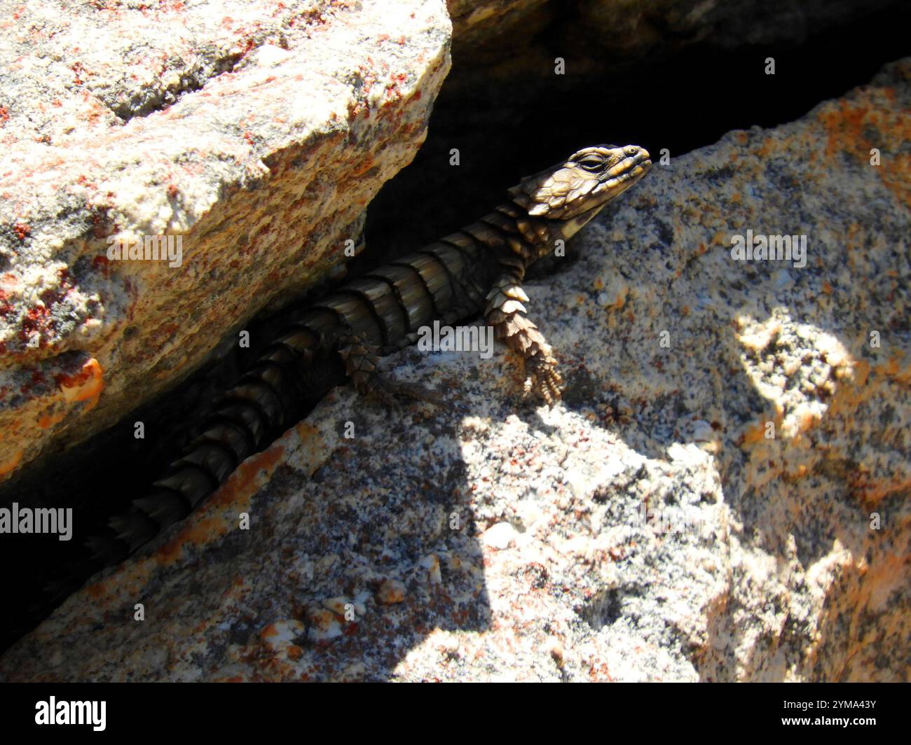 Armadillo girdled lizard hi-res stock photography and images - Alamy