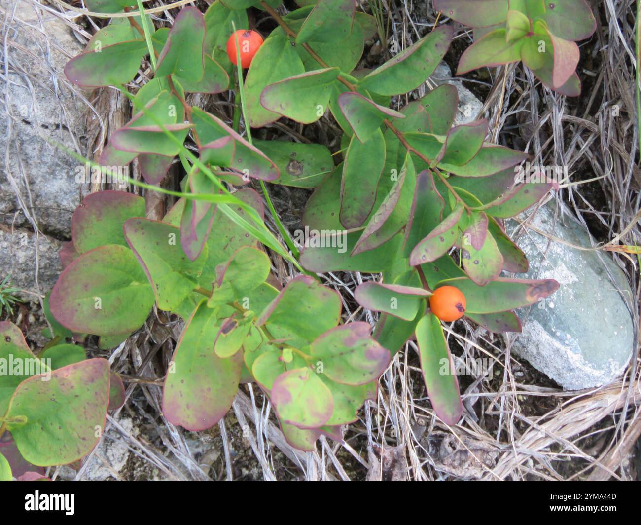Northern Comandra (Geocaulon lividum Stock Photo - Alamy