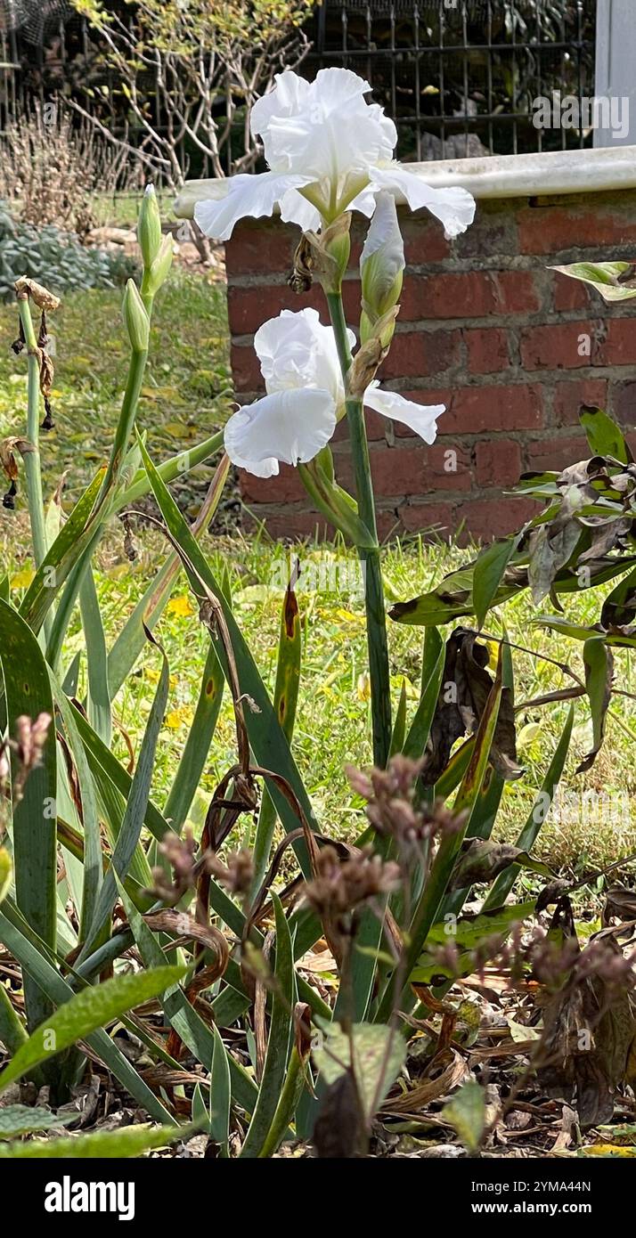 Iris hybrida hi-res stock photography and images - Alamy