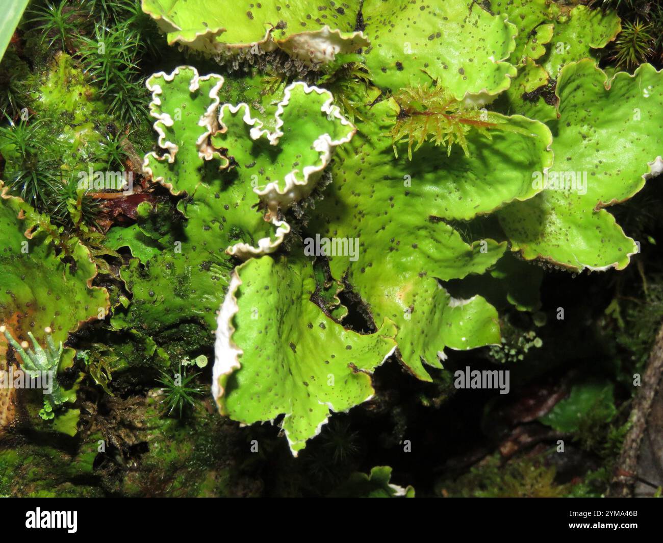 pelt lichens (Peltigera Stock Photo - Alamy