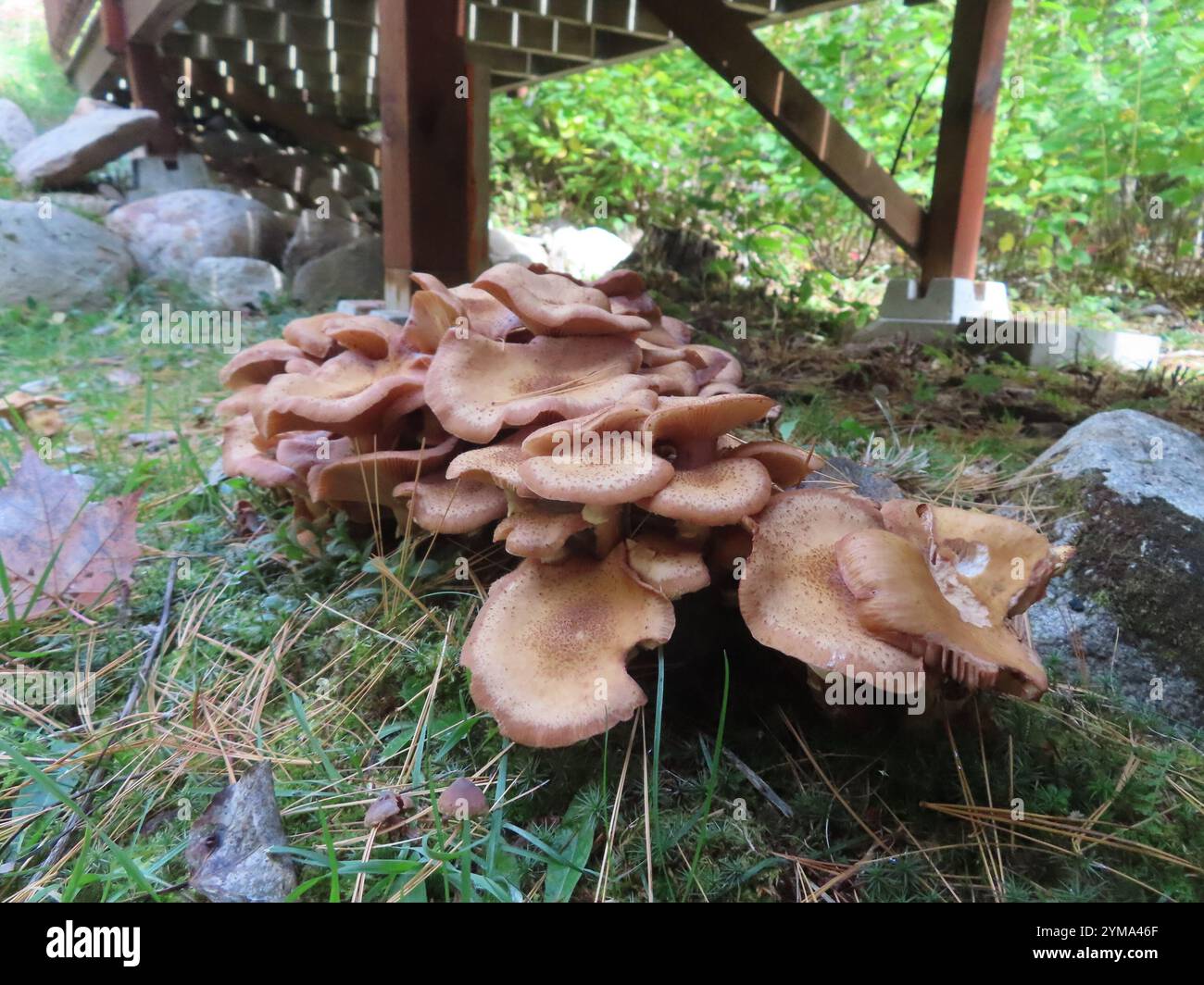 honey mushrooms (Armillaria Stock Photo - Alamy