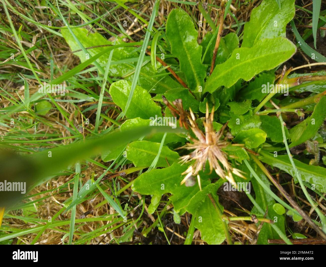 Common Cat's-ear (Hypochaeris radicata Stock Photo - Alamy