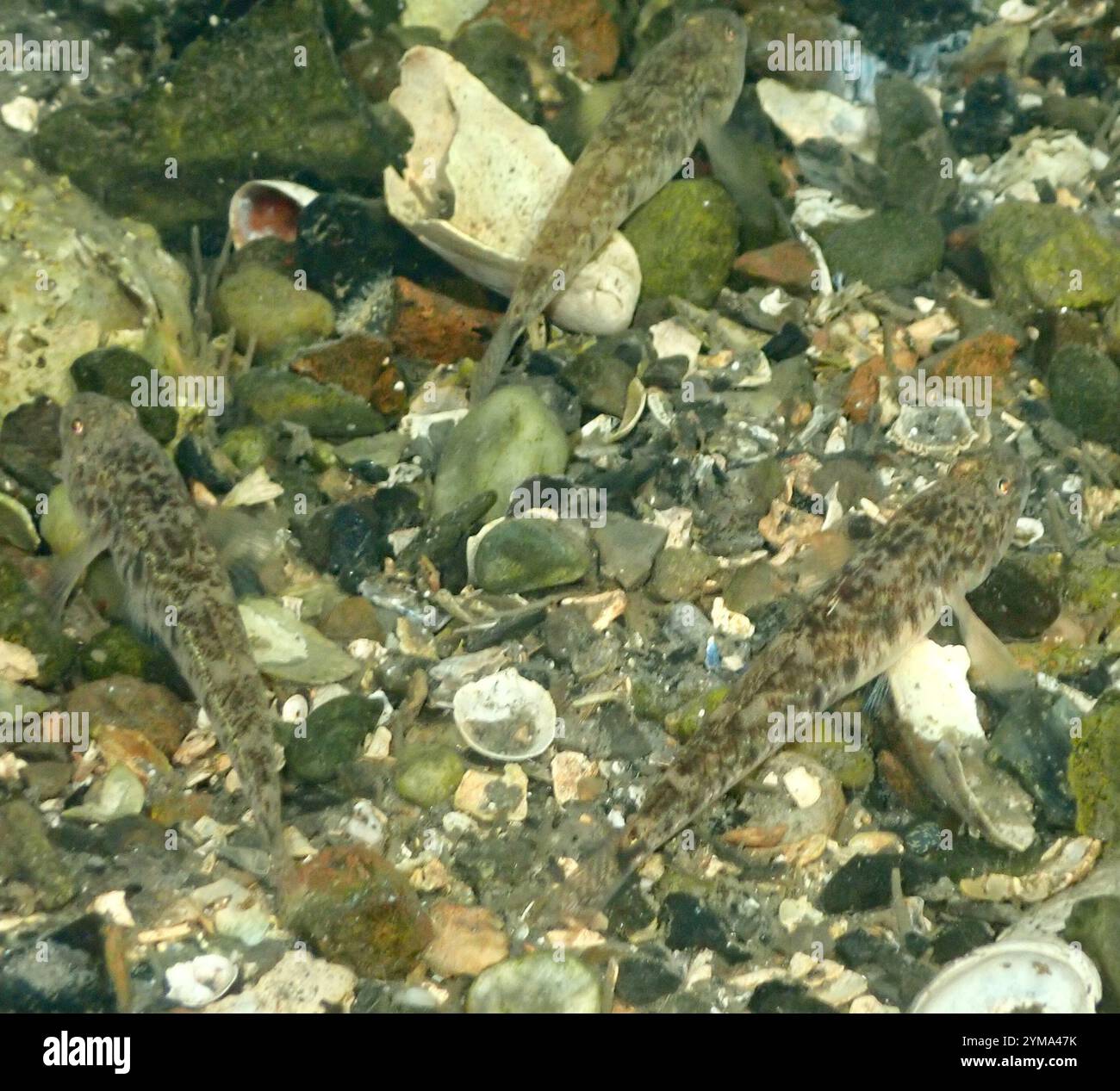 Pomatoschistus microps hi-res stock photography and images - Alamy