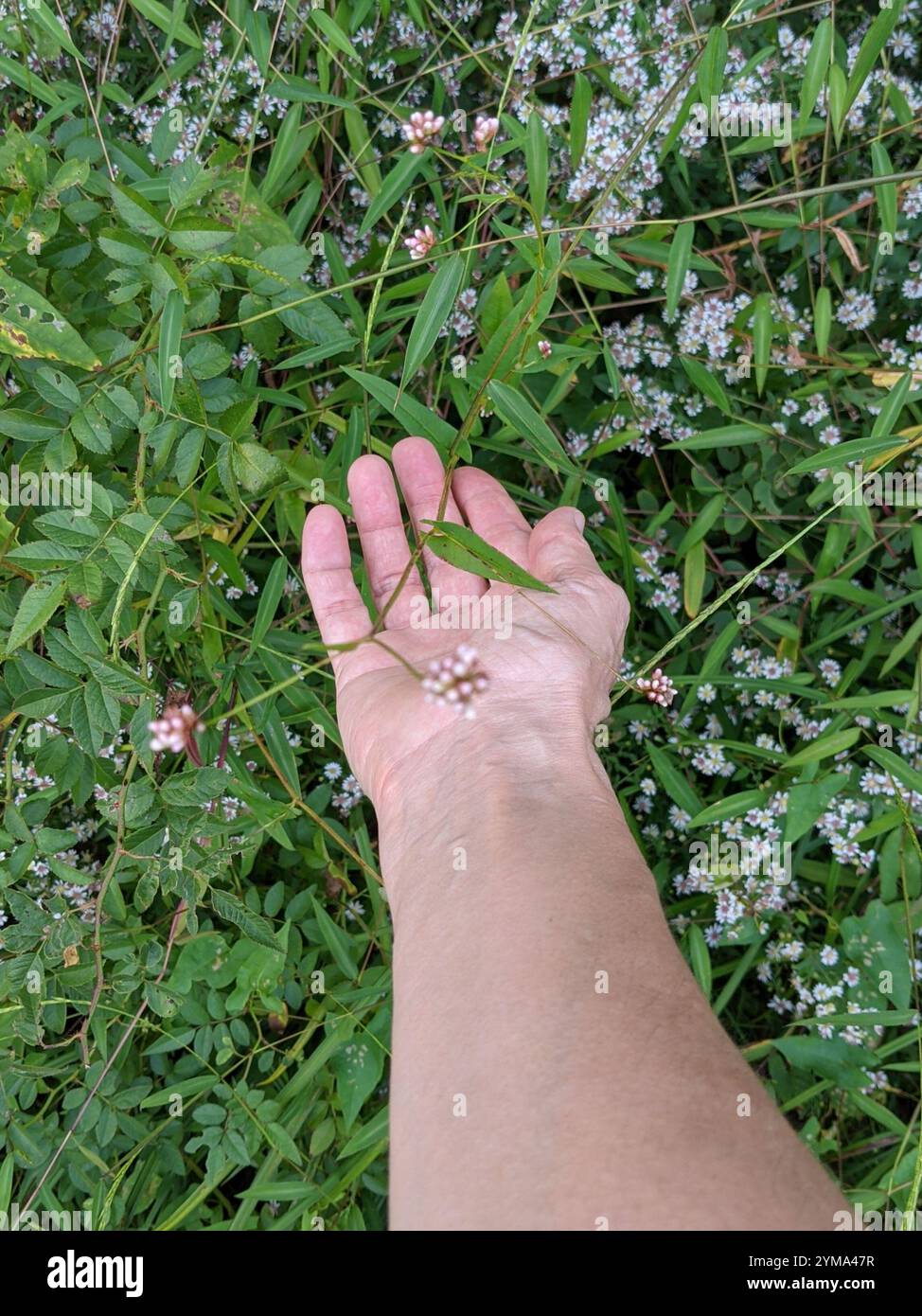 arrow-leaved tearthumb (Persicaria sagittata Stock Photo - Alamy