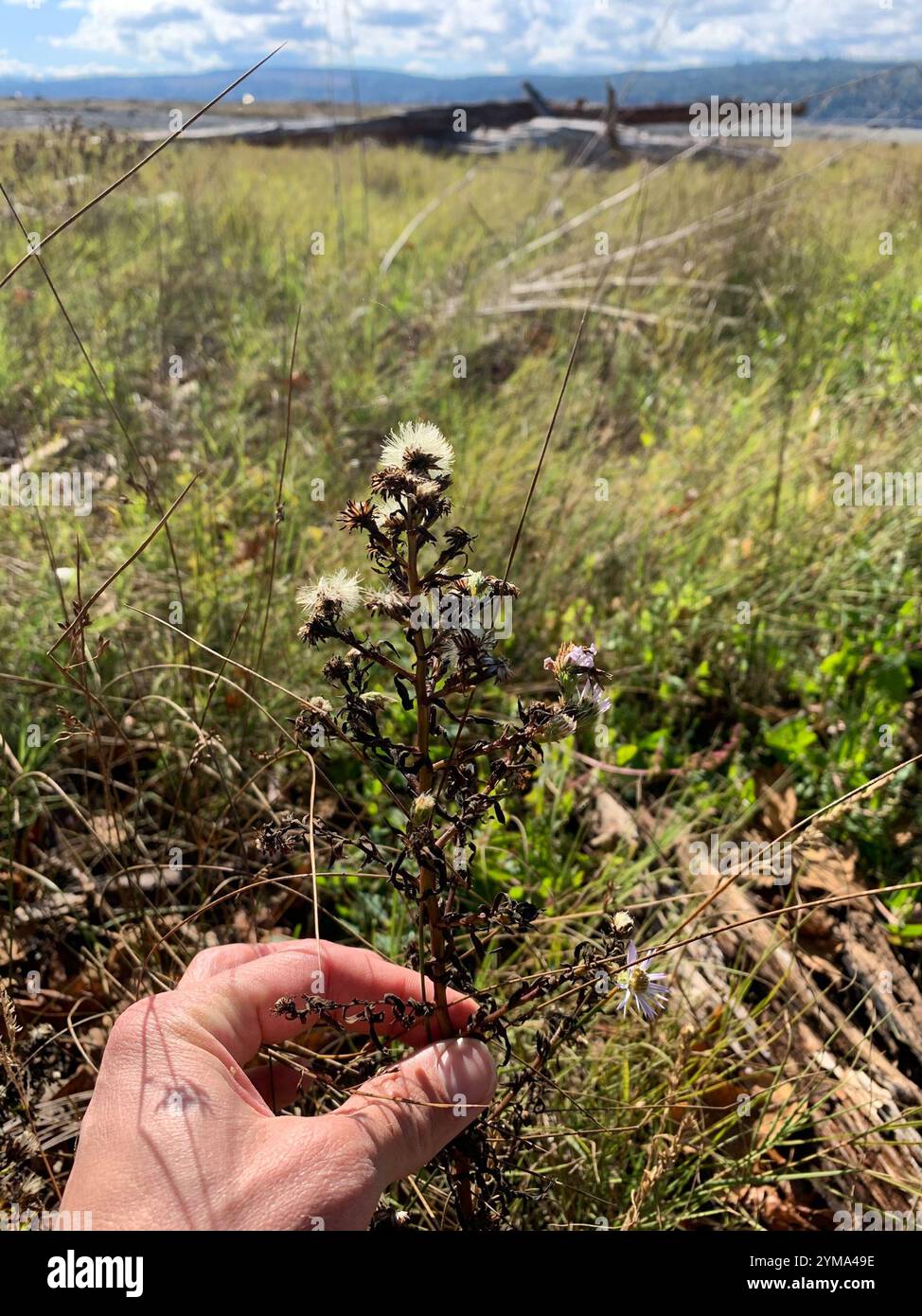 Pacific Aster (Symphyotrichum chilense Stock Photo - Alamy