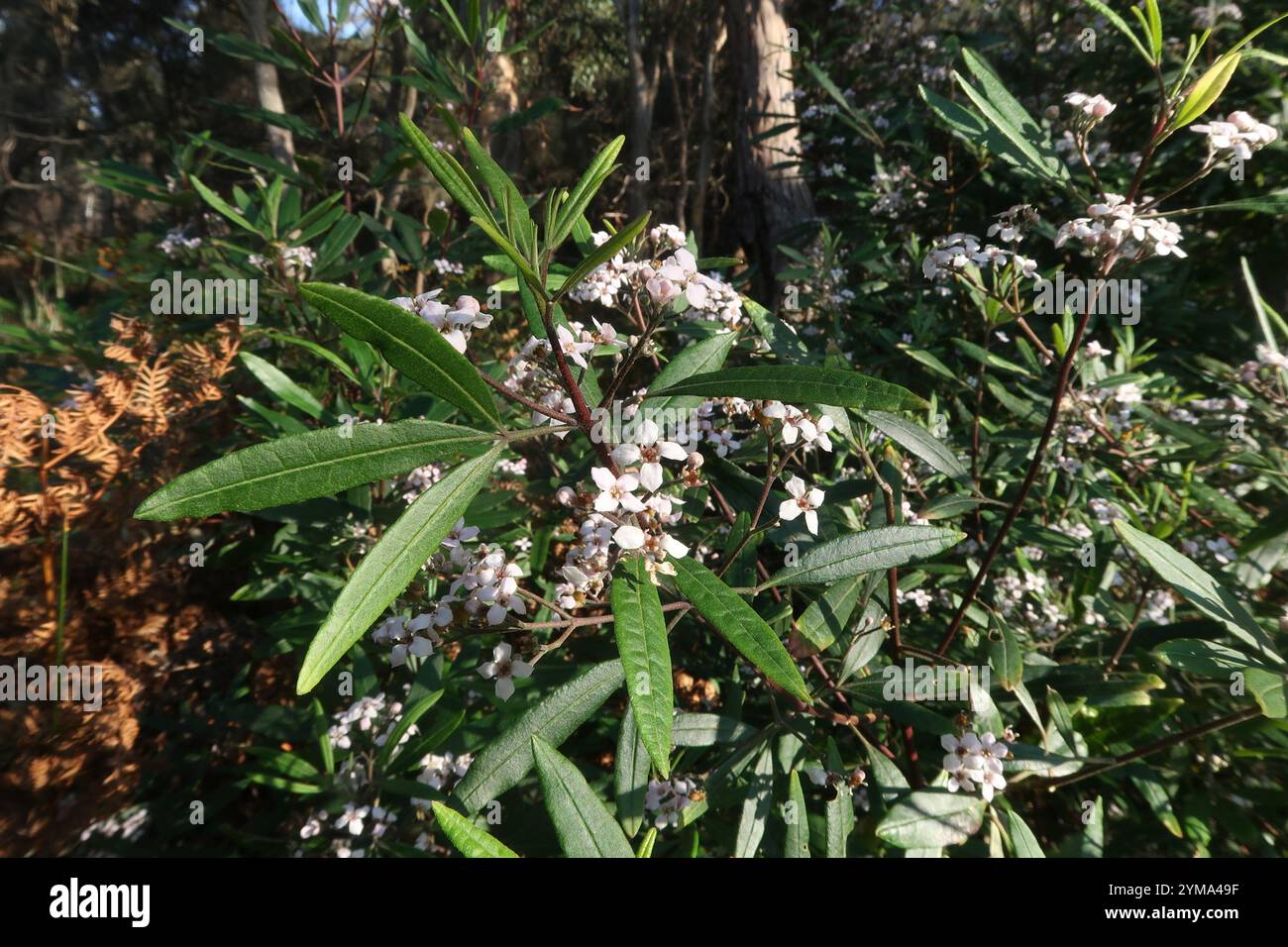Stinkwood (Zieria arborescens Stock Photo - Alamy