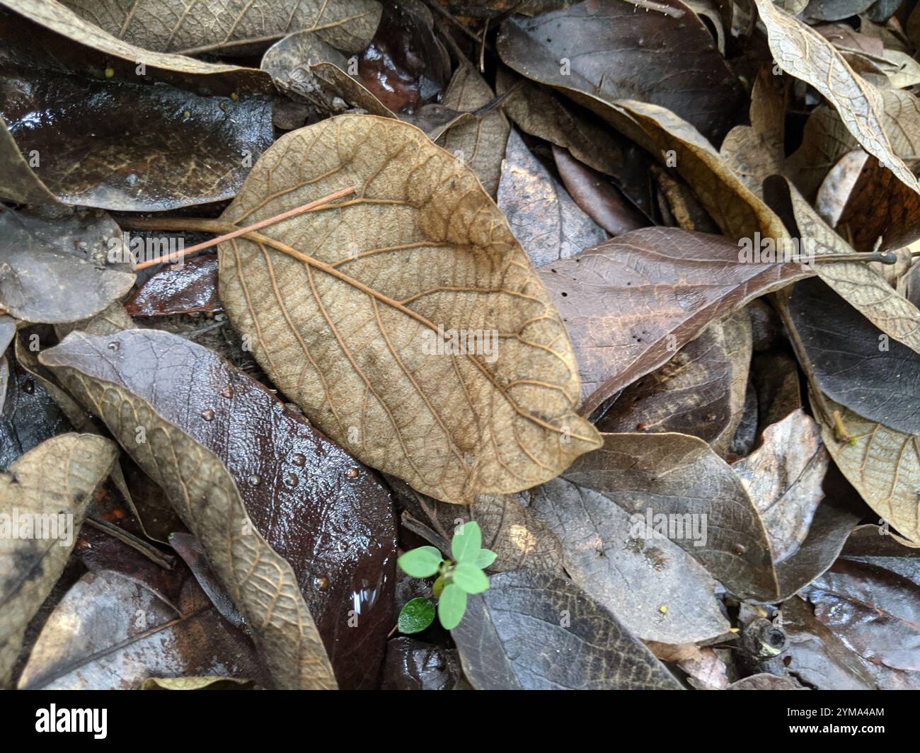 Gmelina leichhardtii hi-res stock photography and images - Alamy