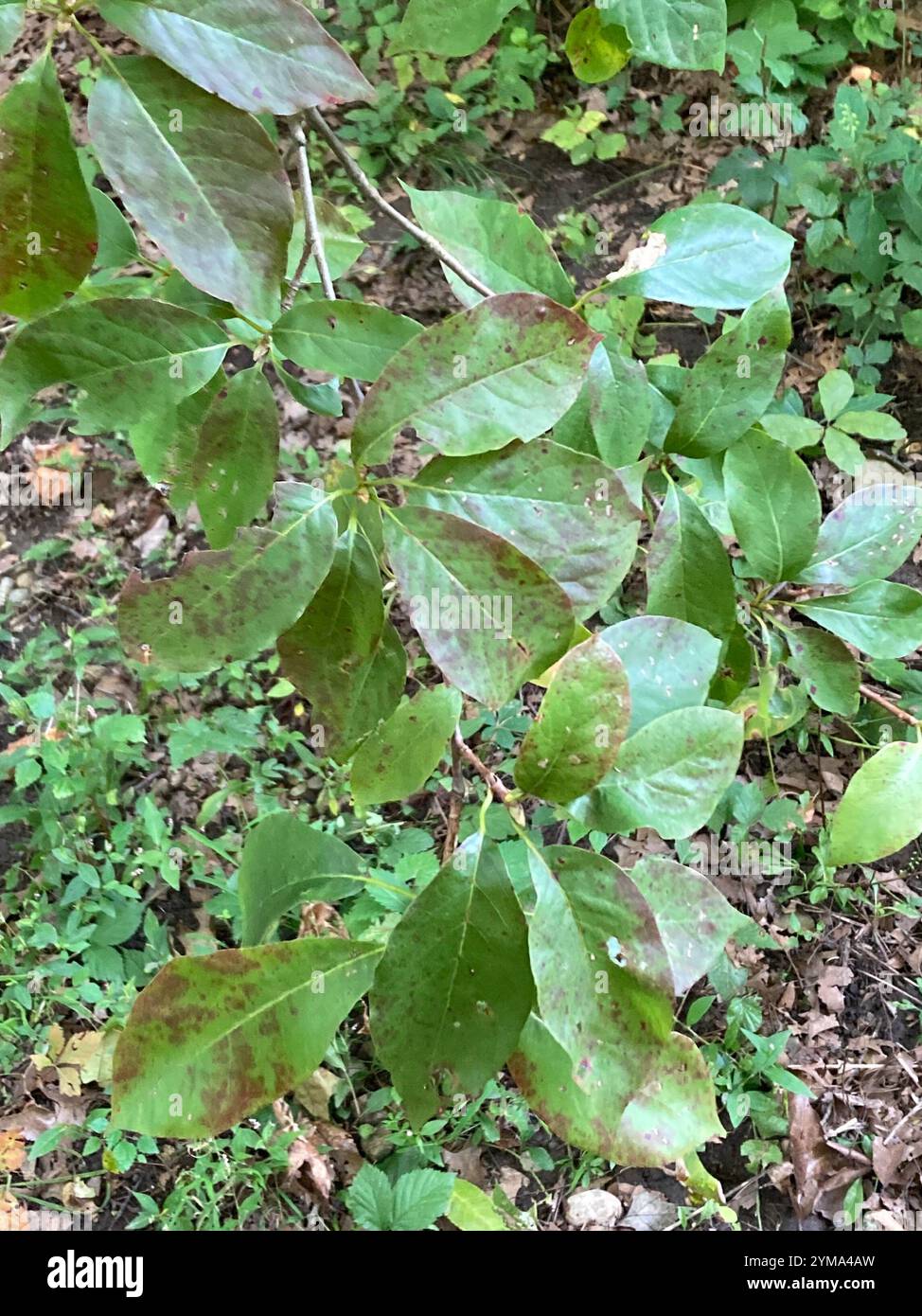 Black Tupelo (Nyssa sylvatica Stock Photo - Alamy