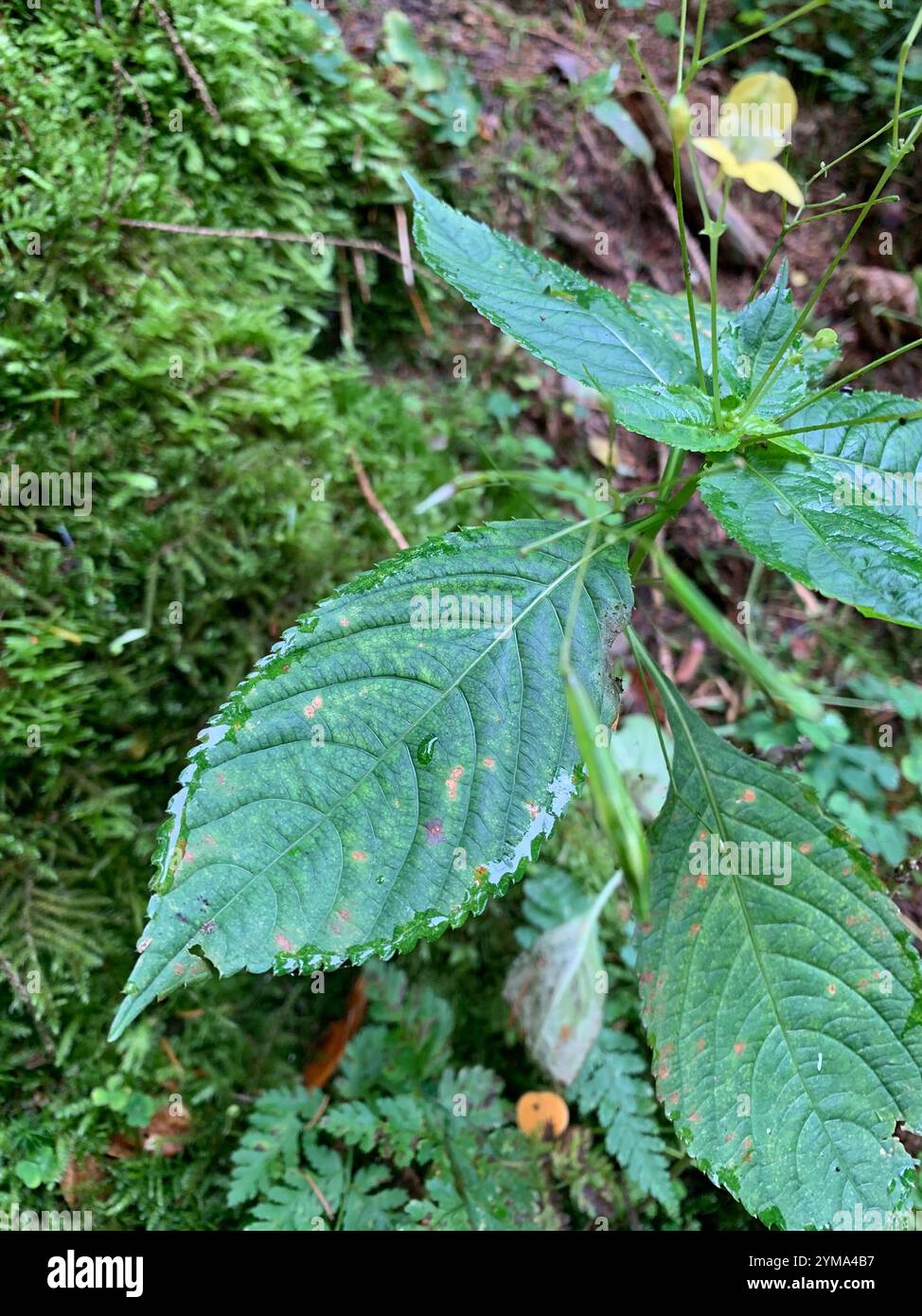 small balsam (Impatiens parviflora Stock Photo - Alamy