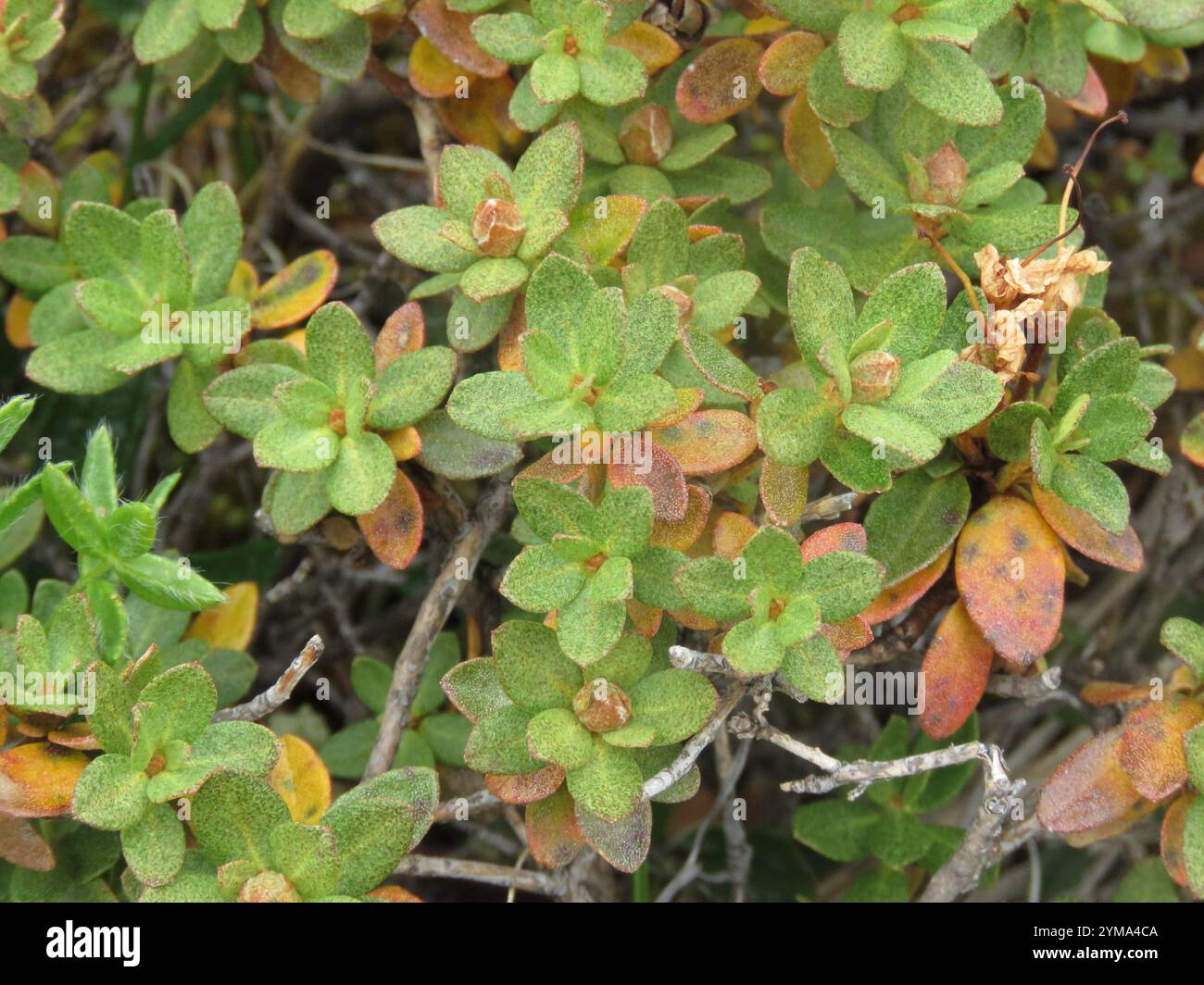 Rhododendron lapponicum hi-res stock photography and images - Alamy