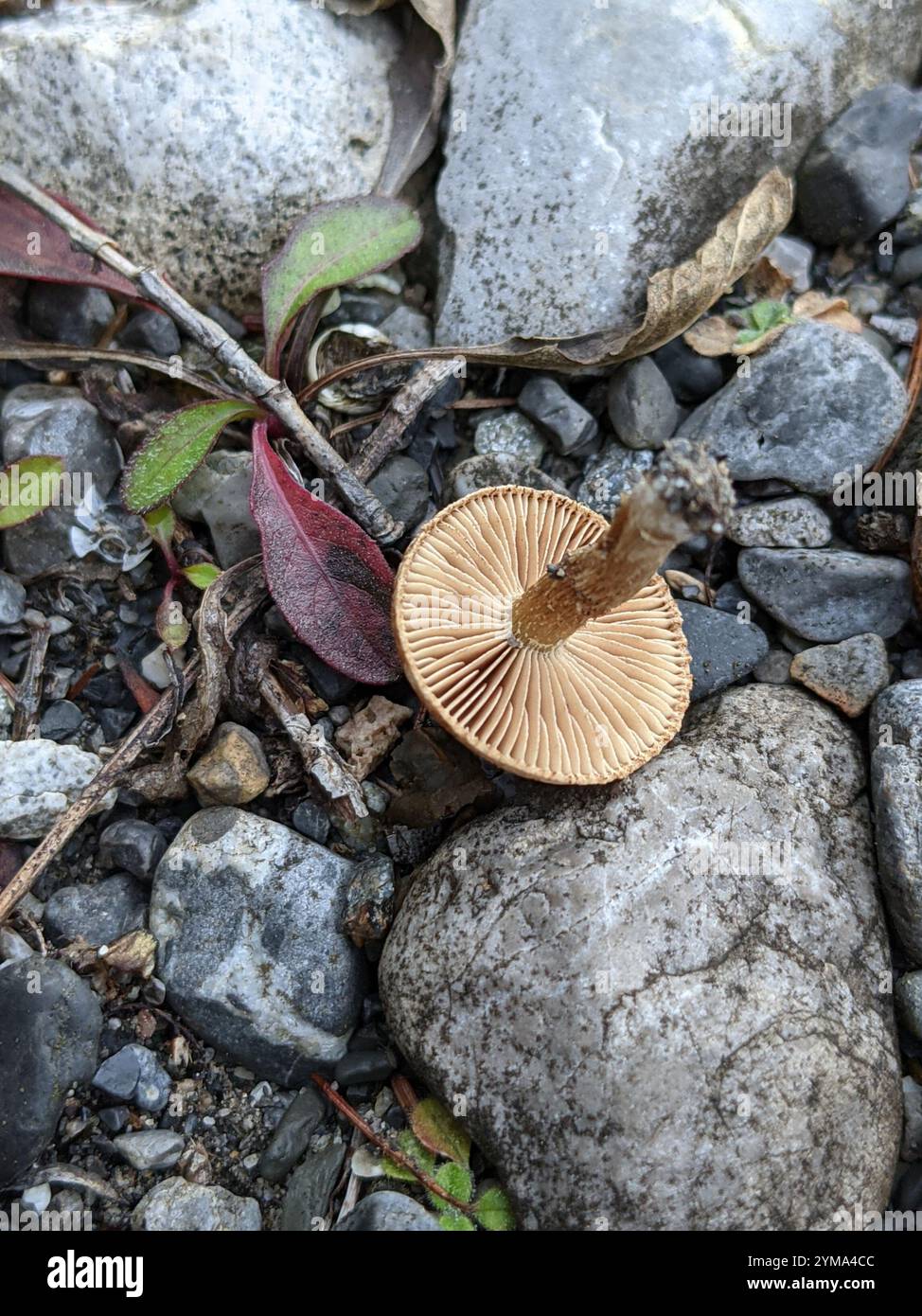 Inocybe lanuginosa hi-res stock photography and images - Alamy