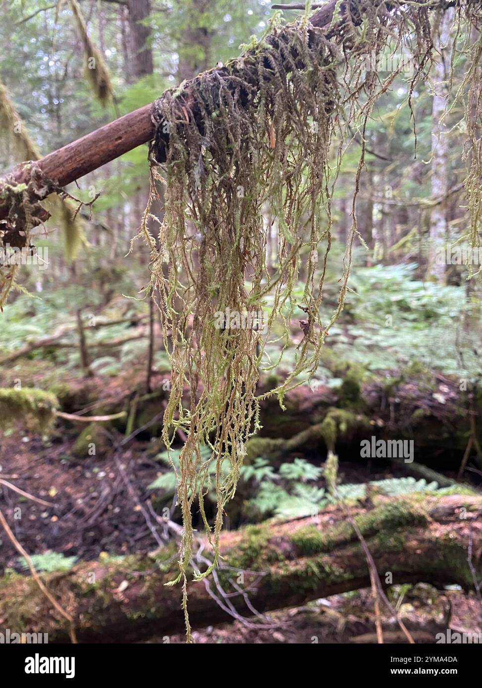 Cat's Tail Moss (Pseudisothecium stoloniferum Stock Photo - Alamy