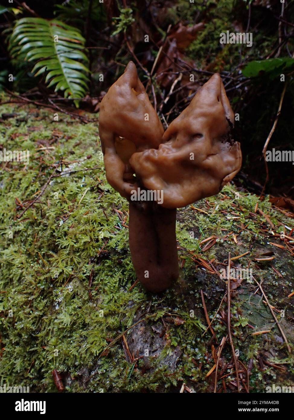 Saddle-shaped False Morel (Gyromitra infula Stock Photo - Alamy
