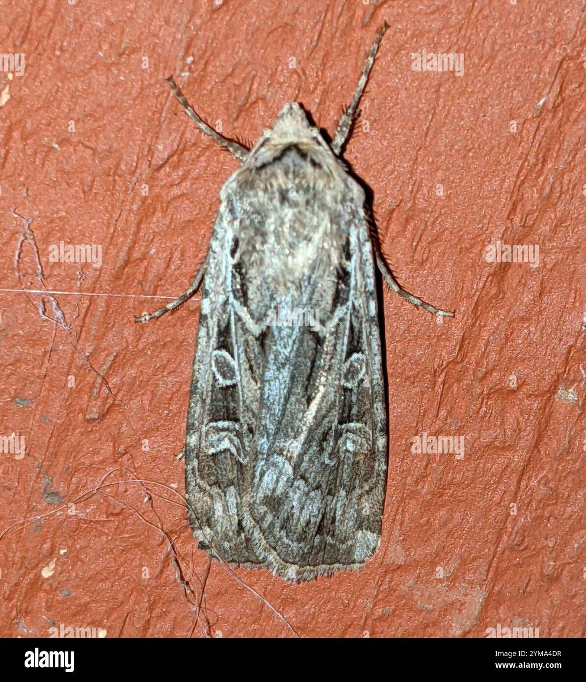 Army Cutworm Moth (Euxoa auxiliaris Stock Photo - Alamy