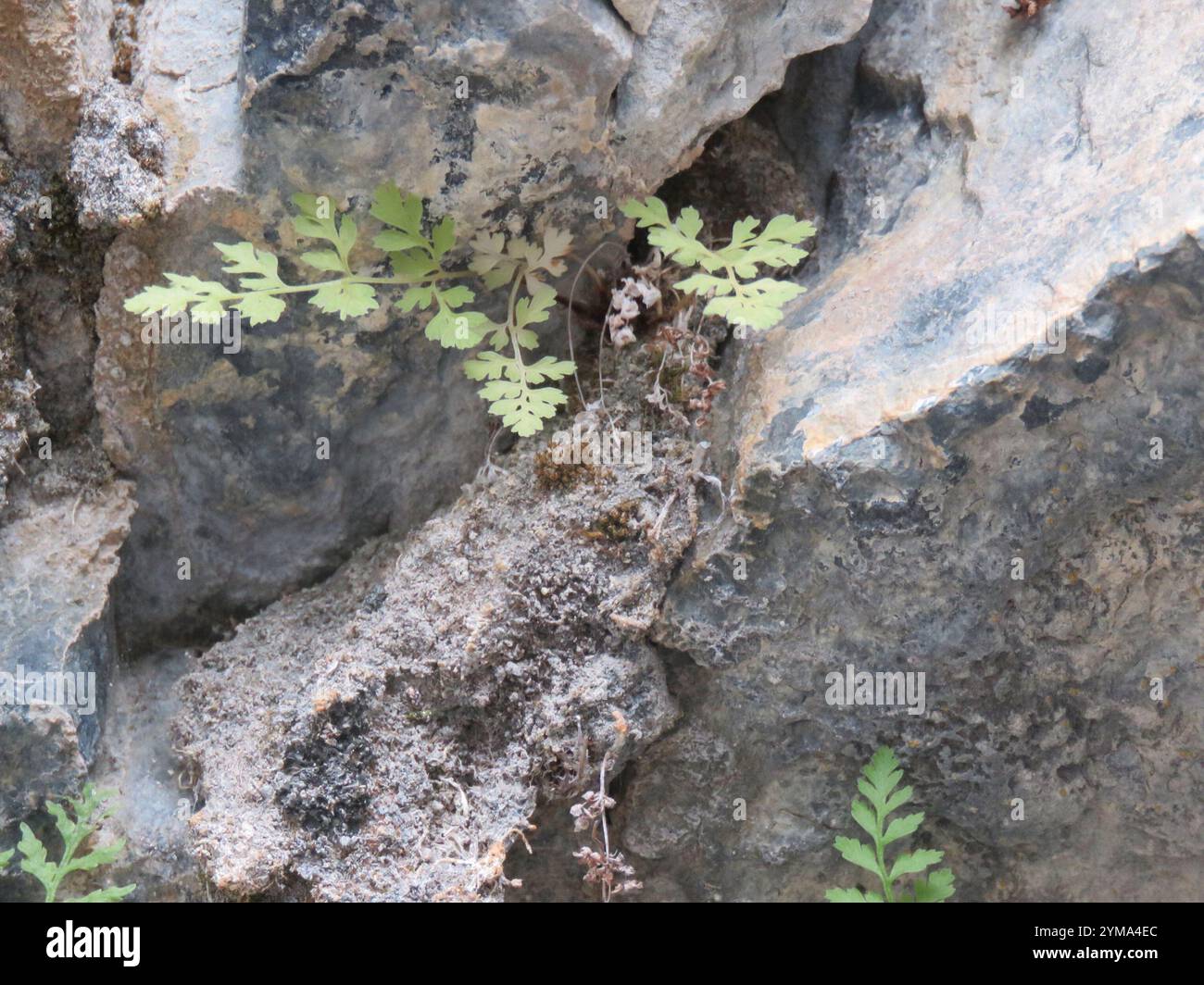 fragile ferns (Cystopteris Stock Photo - Alamy