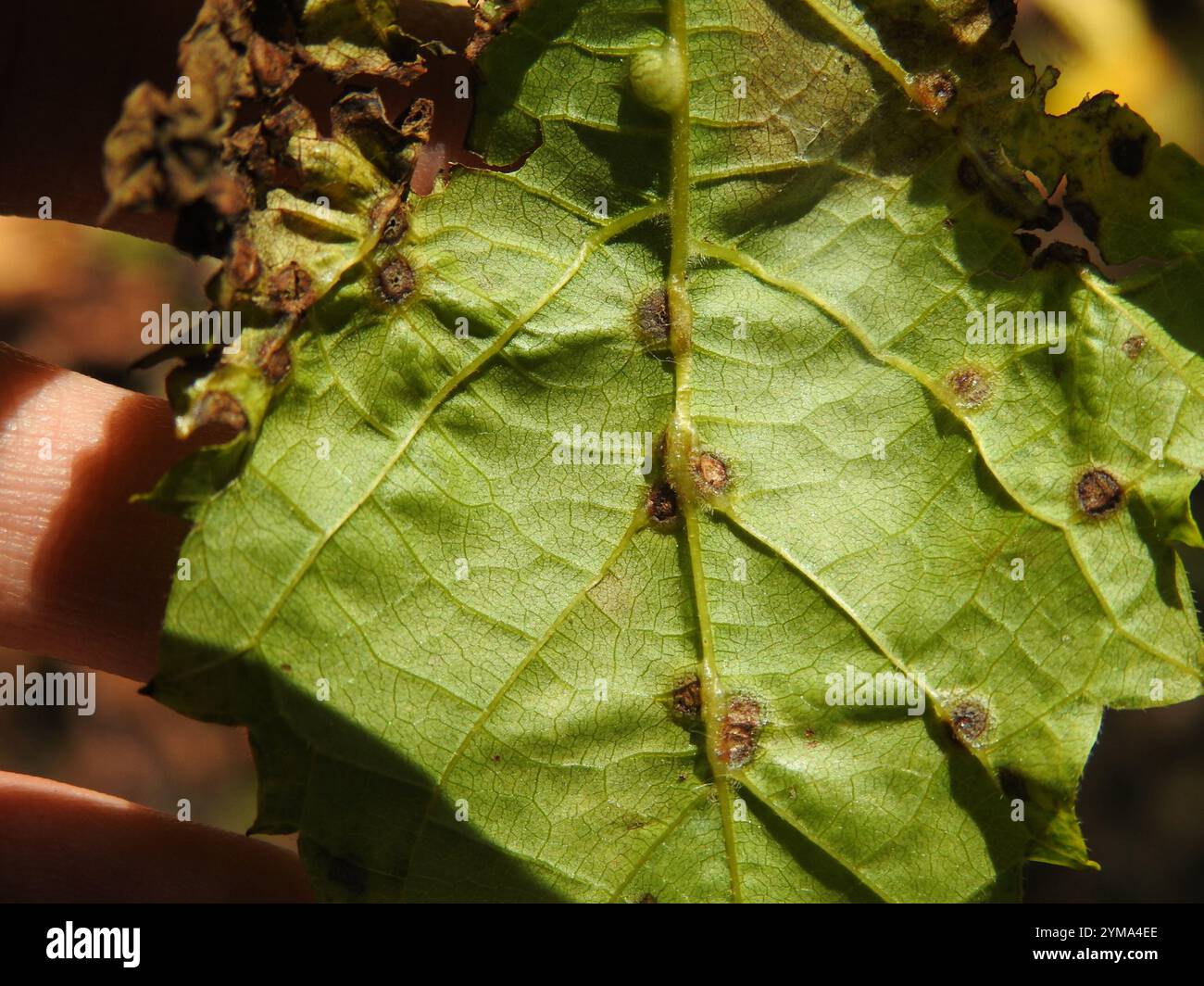 Grape Midge Galls (Vitisiella Stock Photo - Alamy